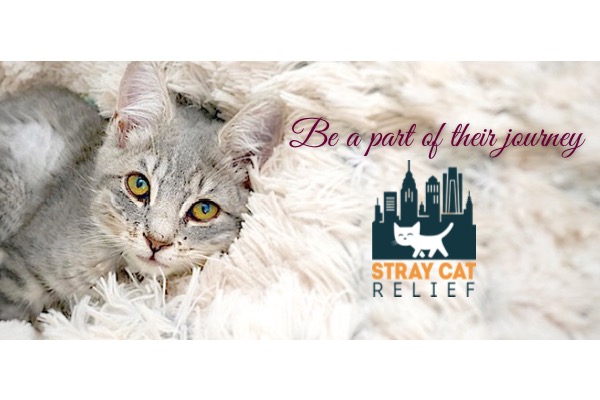 Stray Cat Relief | Stray Cat Relief | BetterWorld