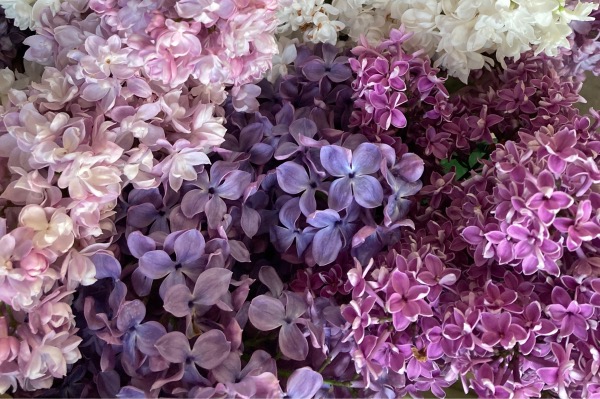 Help us continue to preserve rare lilacs! | International Lilac Society ...