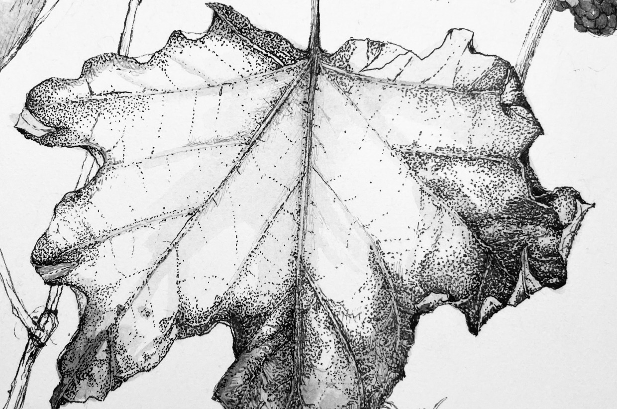 Botanical art lesson (1 hr) | Support the Show!: 2022 CHS Marching Band ...