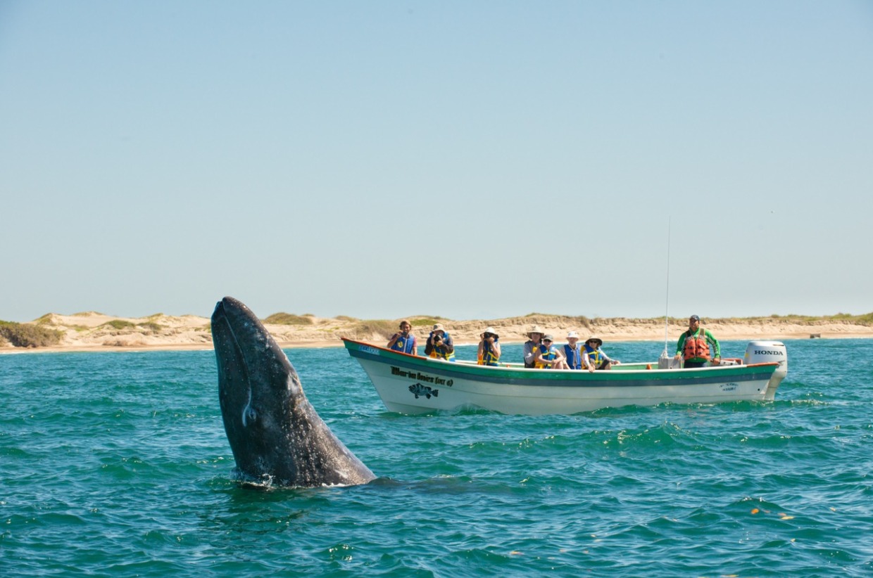 MEXICO: 6-Day Kayak & Whale Watching in the Baja Sea with Sea Kayak ...