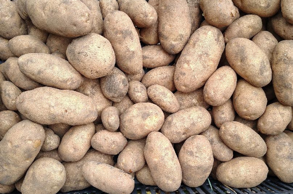 Ten Pounds of Potatoes | FFGT Annual Silent Auction | Friends of the ...