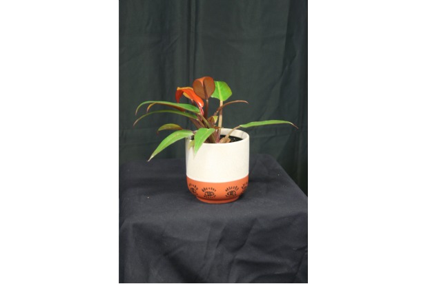 GREEN CONNECTION | Anchorage STrEaM Academy Annual Spring Auction 2024 ...