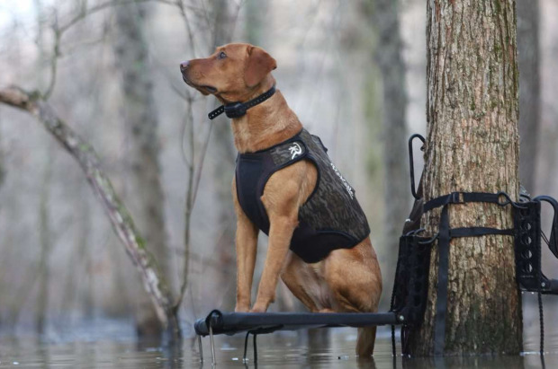 Original Sure Fit Waterfowl Dog Vest | 2025 Spring Grand - Wisill HRC ...