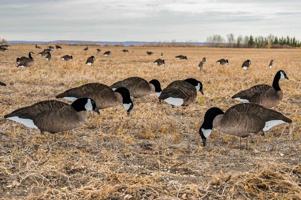 Dive Bomb Site Decoys | 2025 Spring Grand - Wisill HRC | Hunting ...
