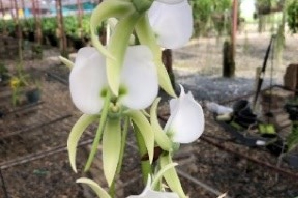 Angraecum eburneum | American Orchid Society Deb Bodei Memorial Fall ...