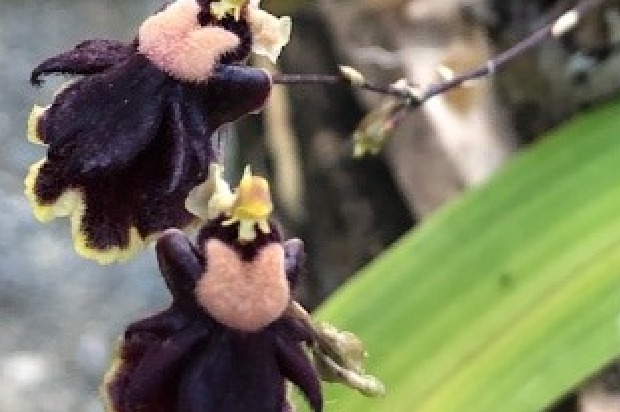 Tolumnia (syn. Hispaniella) henekenii | American Orchid Society Deb ...