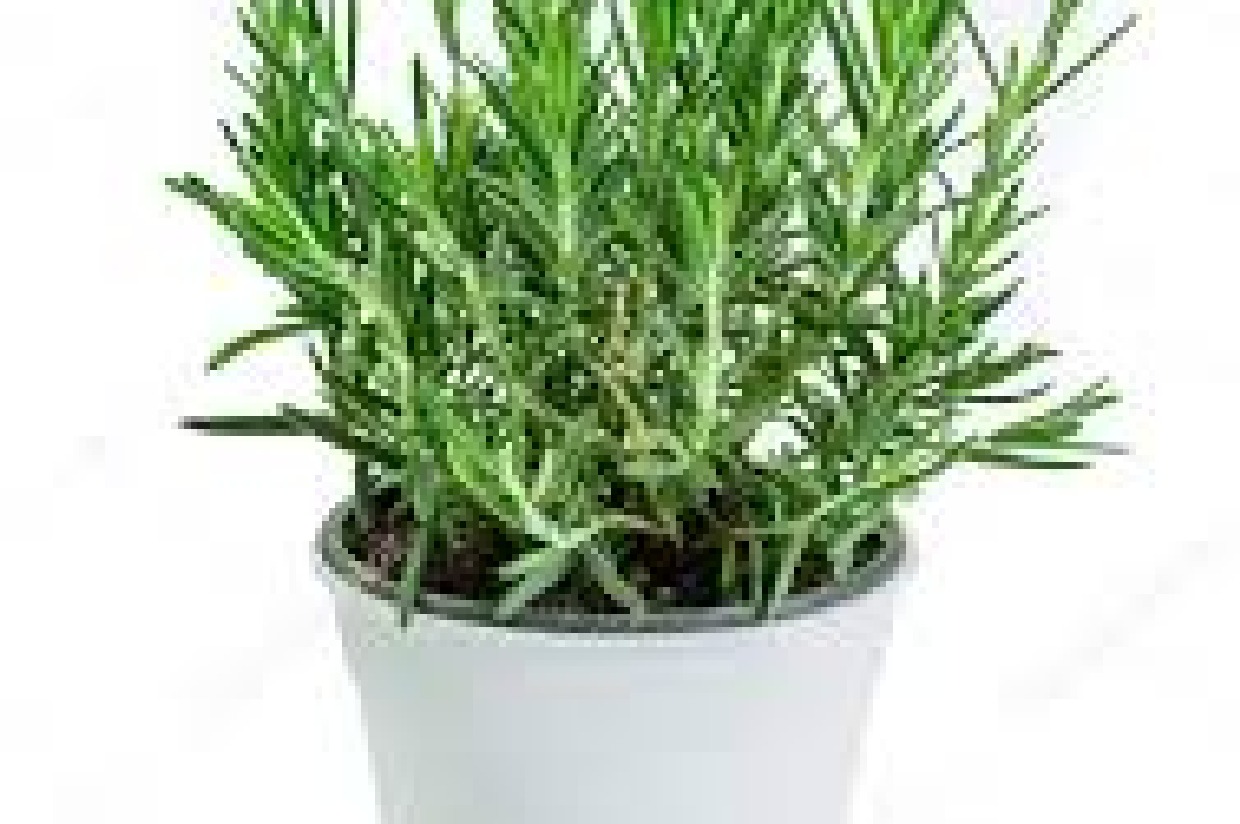Rosemary plant in decorative pot, Large | Grange Fair Online Auction ...