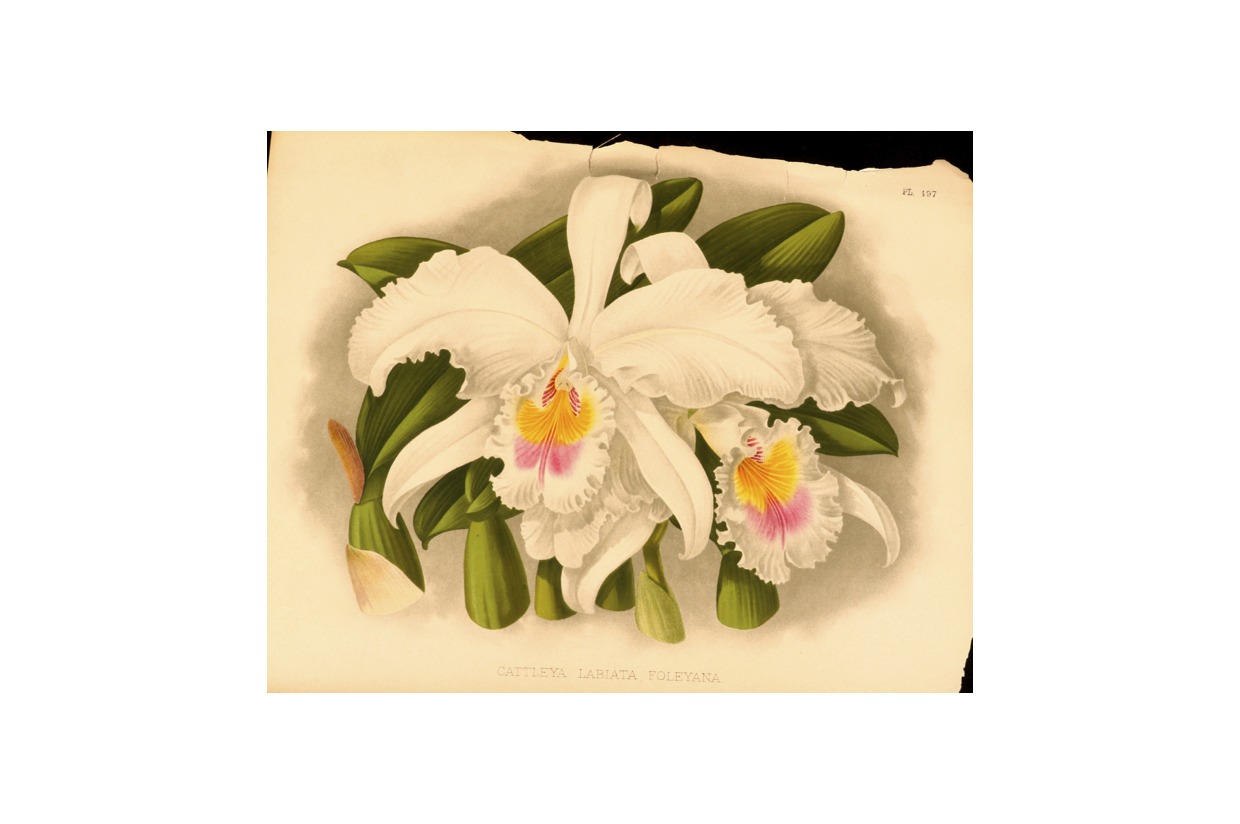 Cattleya labiata foleyana Lithograph - Plate 197 | AOS Centennial ...