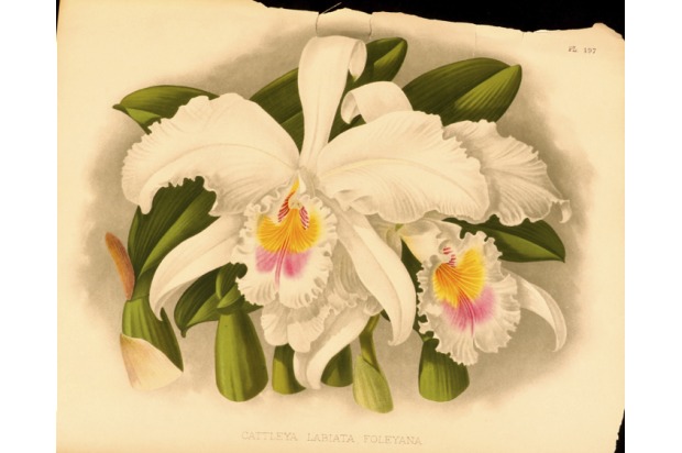 Cattleya labiata foleyana Lithograph - Plate 197 | AOS Centennial ...