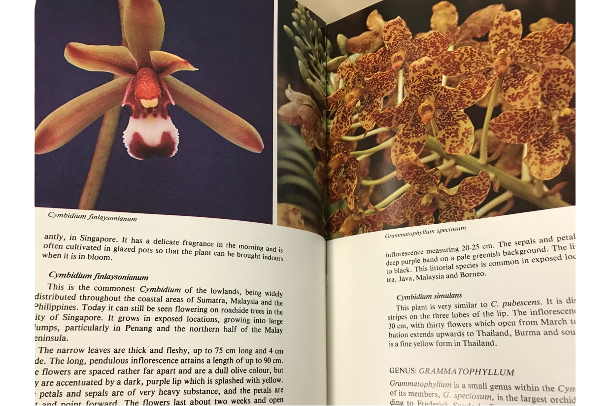 Asian Orchids - Written and photographed by Teoh Eng Soon, M.D. | AOS ...