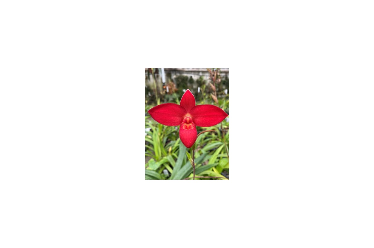 Phrag. Jason Fischer | Dr. Norito Hasegawa Memorial Orchid Auction ...