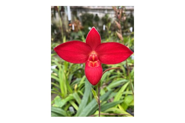 Phrag. Jason Fischer | Dr. Norito Hasegawa Memorial Orchid Auction ...