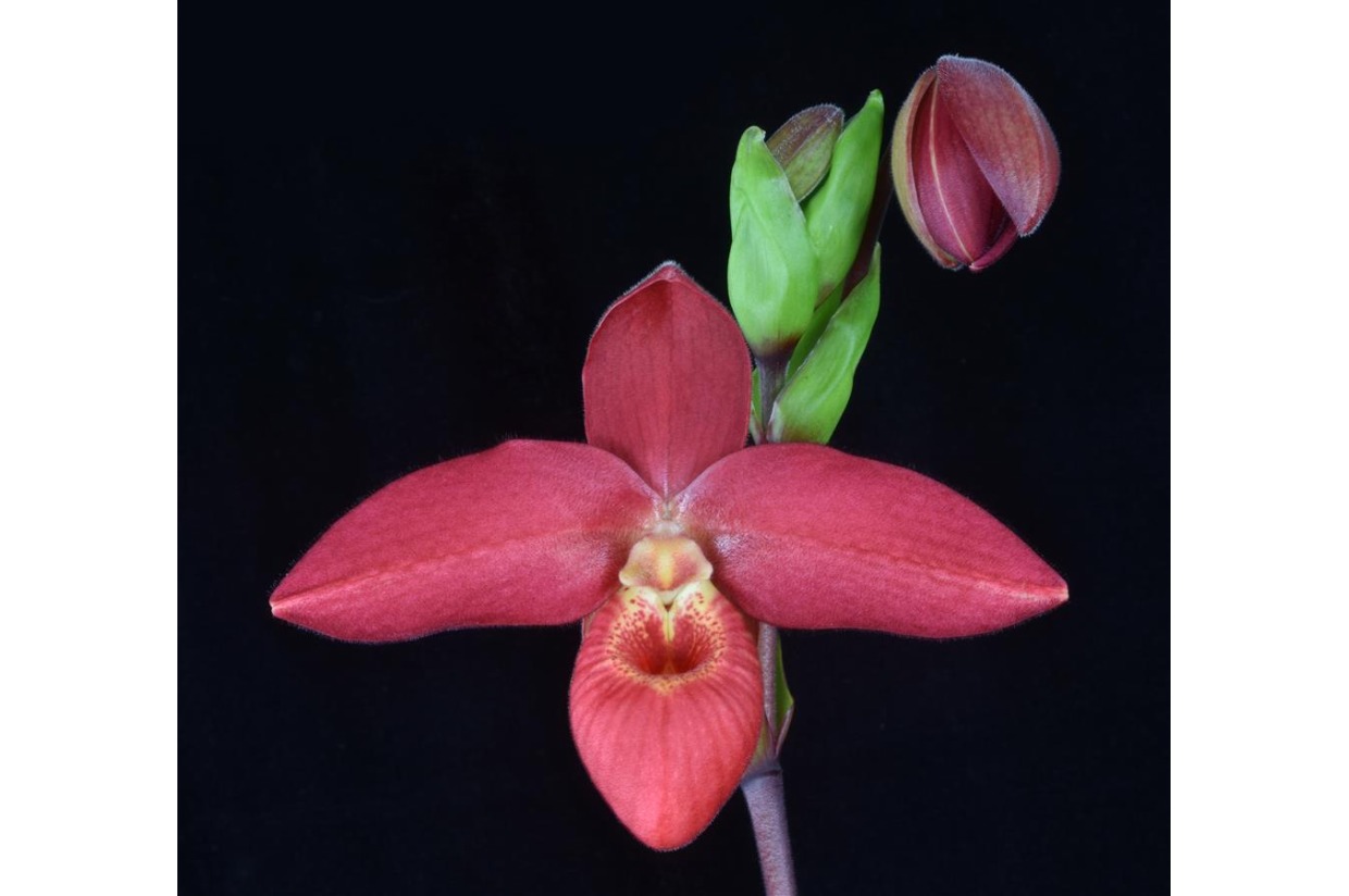 Phrag. Jason Fischer 'OrchidFix Happy Christmas' AM/AOS 83 pts. | Dr ...