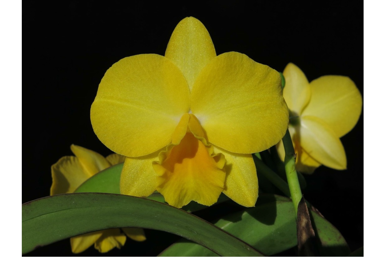 Rth. Circle of Love ‘Diamond Orchids’ FCC/AOS 90 pts. | Dr. Norito ...