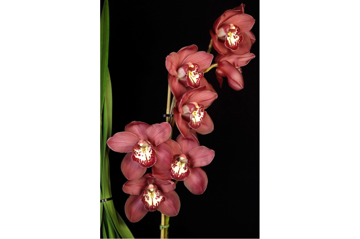 Cym. Vulcan Princess 'Hatfield's' AM/AOS 85 pts. | Dr. Norito Hasegawa ...