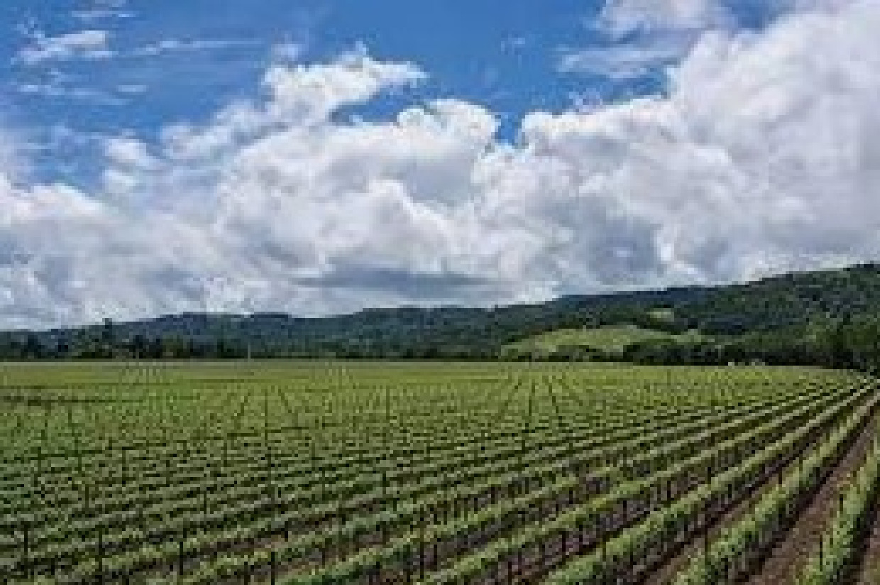Materra Cunat Family Vineyards | 2022 Napa Valley State Parks Online ...