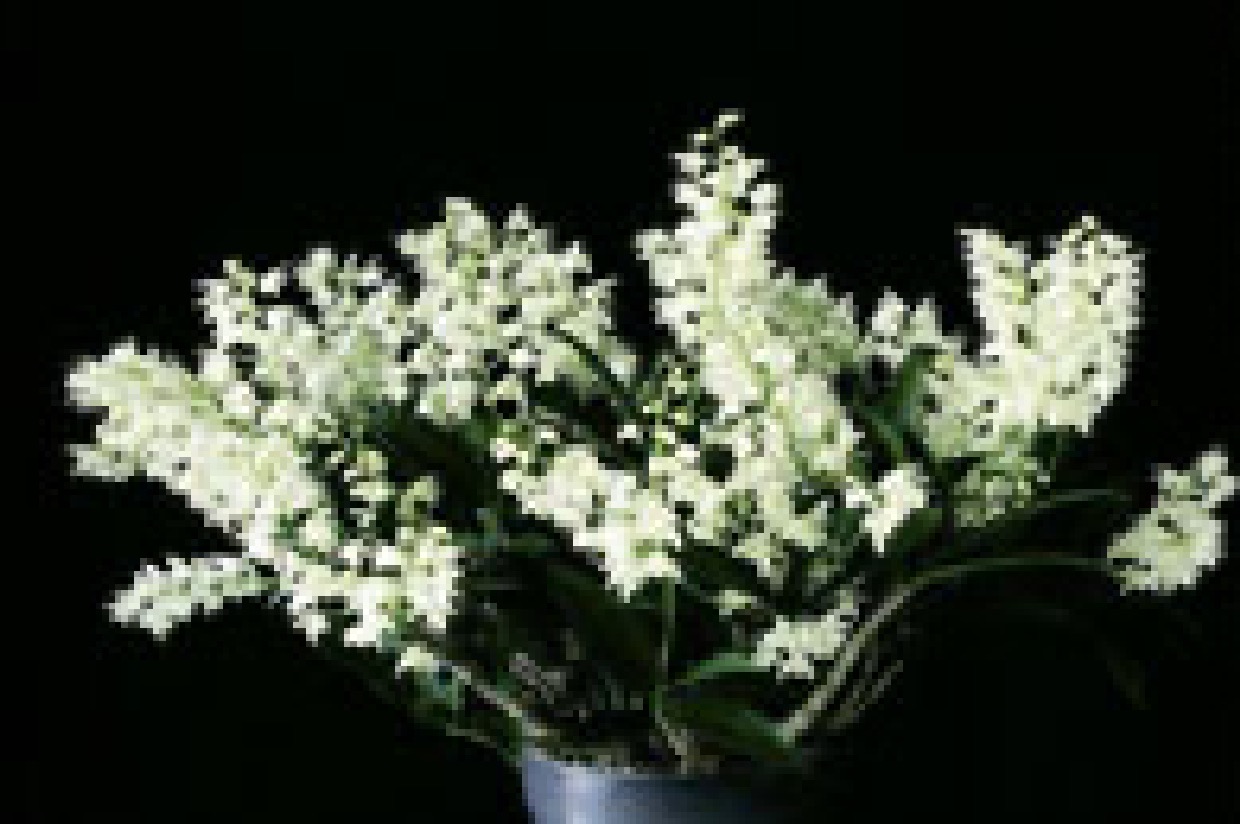 Dendrobium Jane Leaney | FCOS Fall 2022 Orchid Auction | Five Cities ...