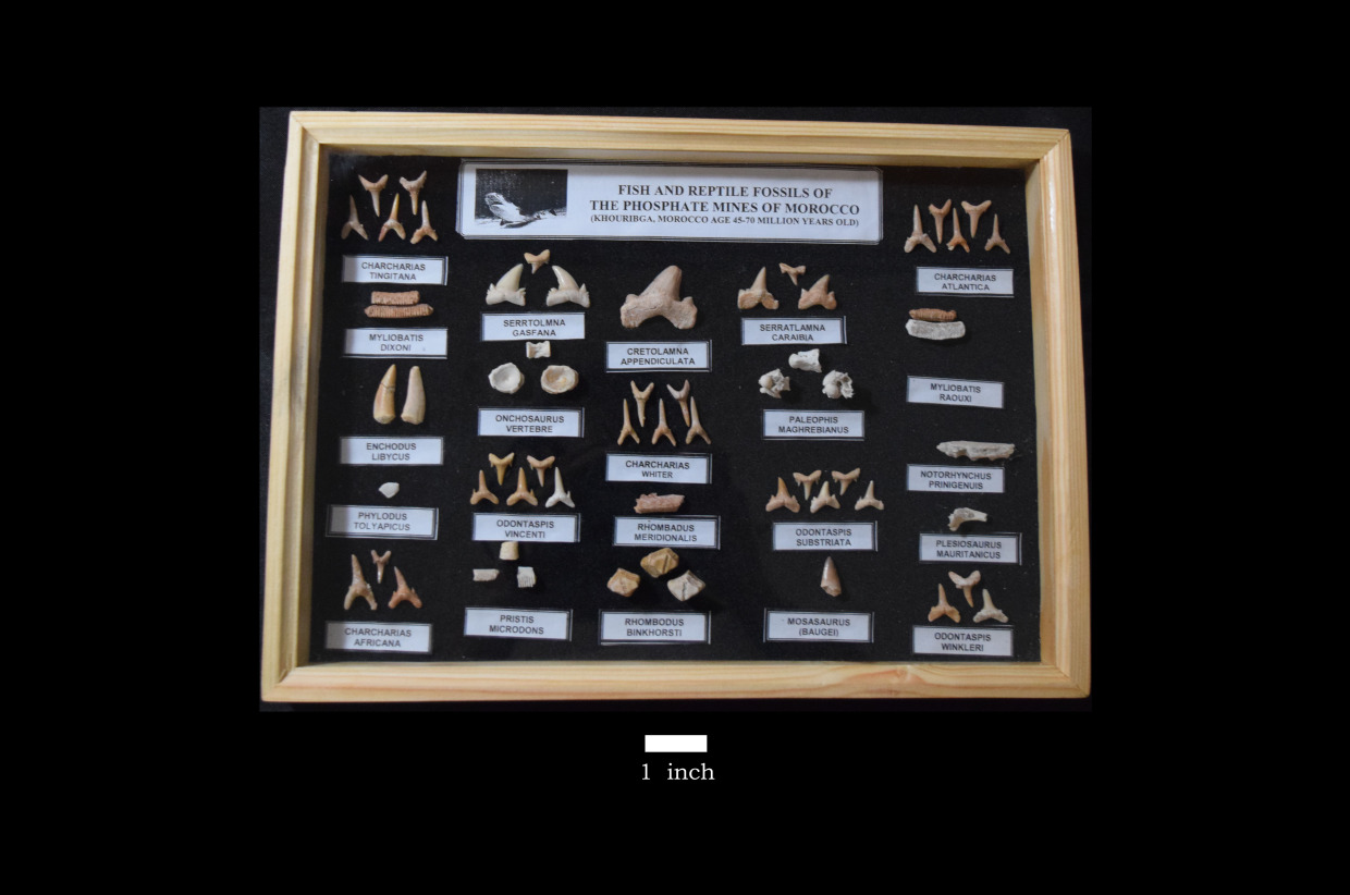 Large Fossil Display | 2024 NCFossilFest Auction | Aurora Fossil Museum ...