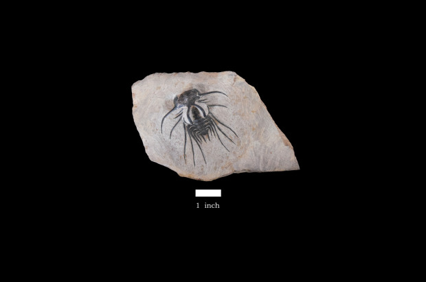 Dicranus Trilobite (1) | 2024 NCFossilFest Auction | Aurora Fossil ...