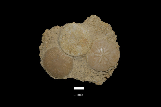 Fossilized Clypeasteroid Sand Dollar trio with Limestone Matrix | 2024 ...
