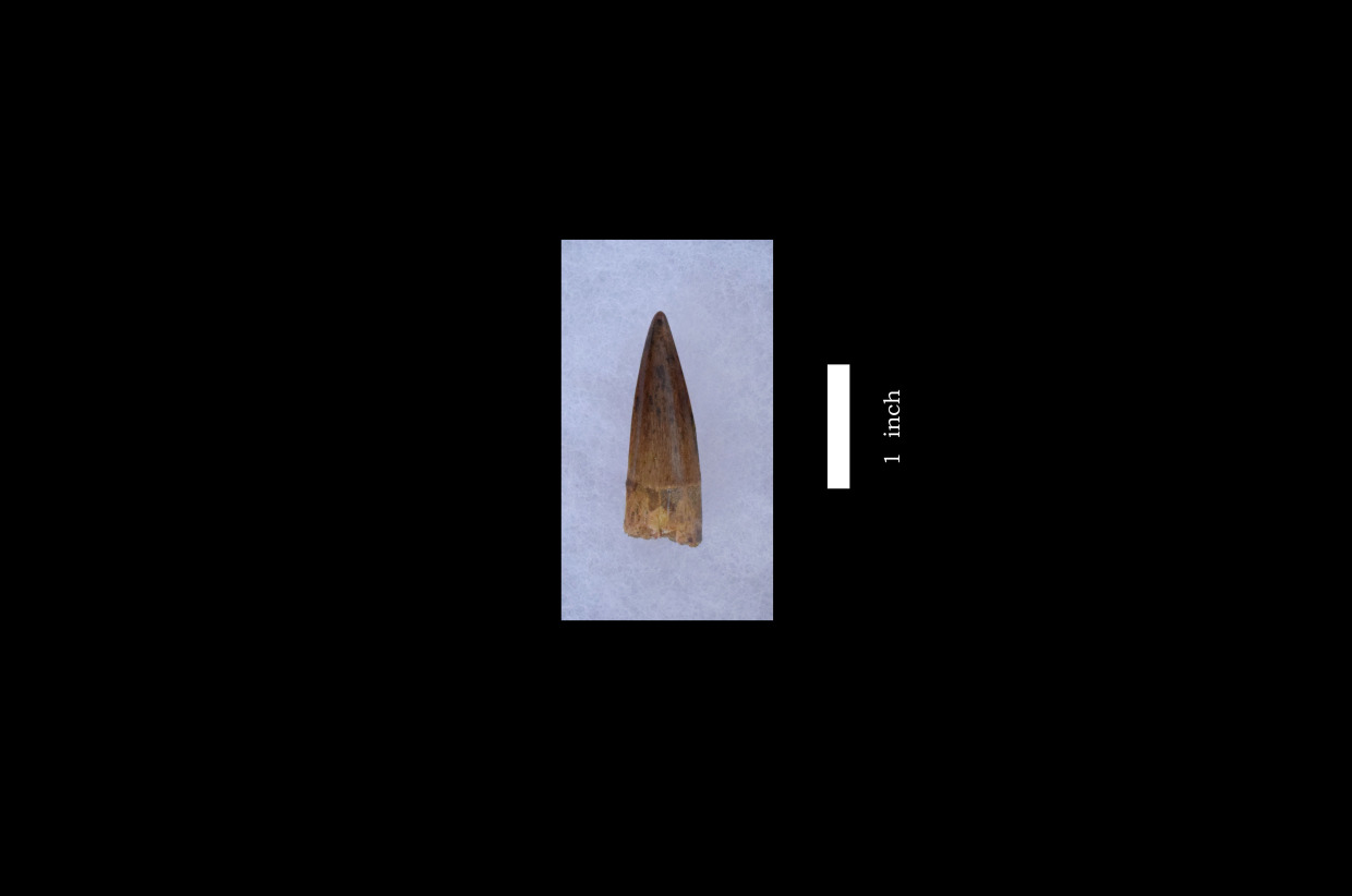 Spinosaurus aegyptiacus Maxillary Tooth (2) | 2024 NCFossilFest Auction ...
