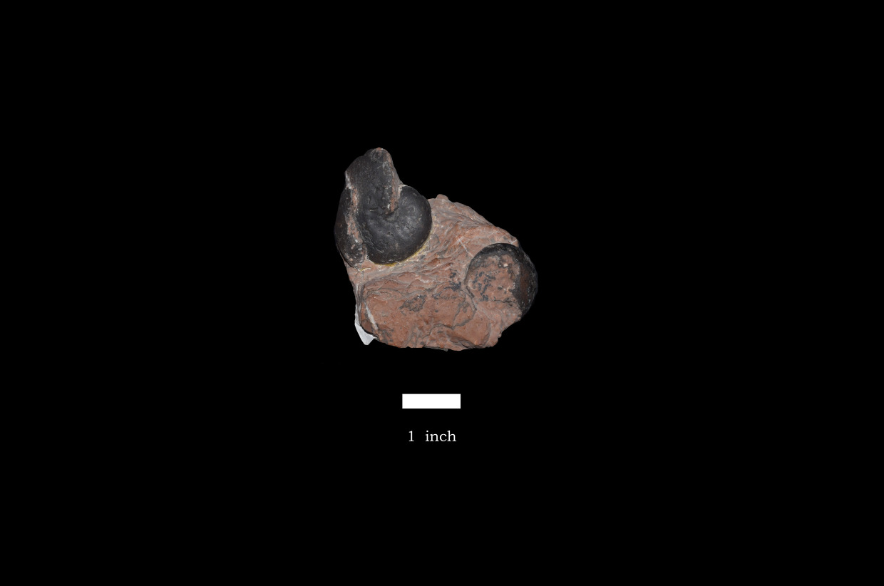 Arcestes sp./Sturia sp.. Ammonites (11) | 2024 NCFossilFest Auction ...