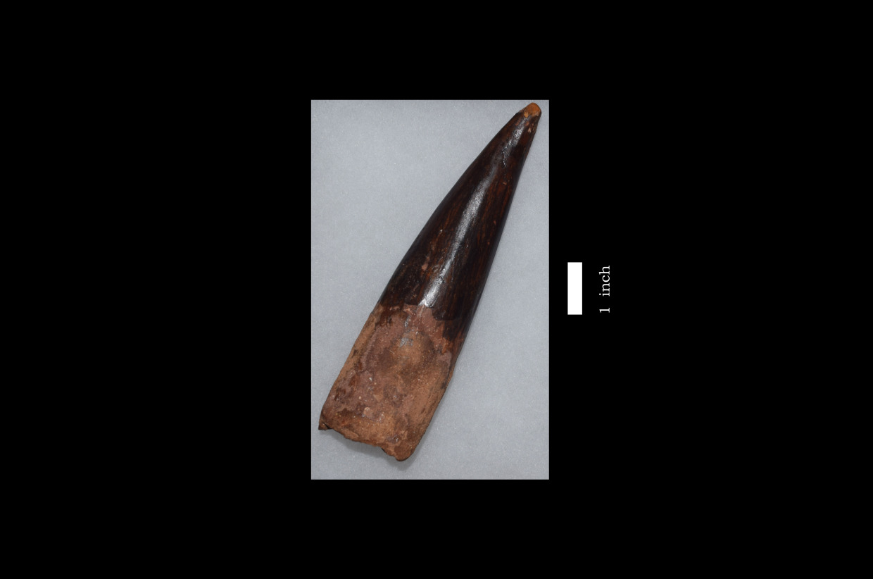 Spinosaurus aegyptiacus Dentary Tooth (4) | 2024 NCFossilFest Auction ...