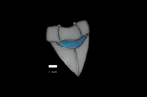 Stained Glass MeGLOWdon Tooth (3) | 2024 NCFossilFest Auction | Aurora ...