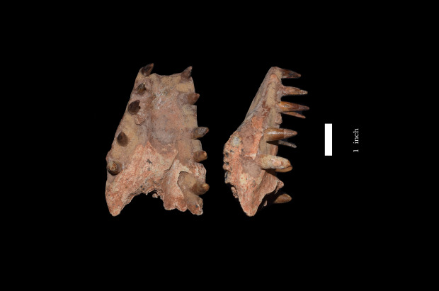 Spinosaurus Maxillae (Replica) | 2024 NCFossilFest Auction | Aurora ...
