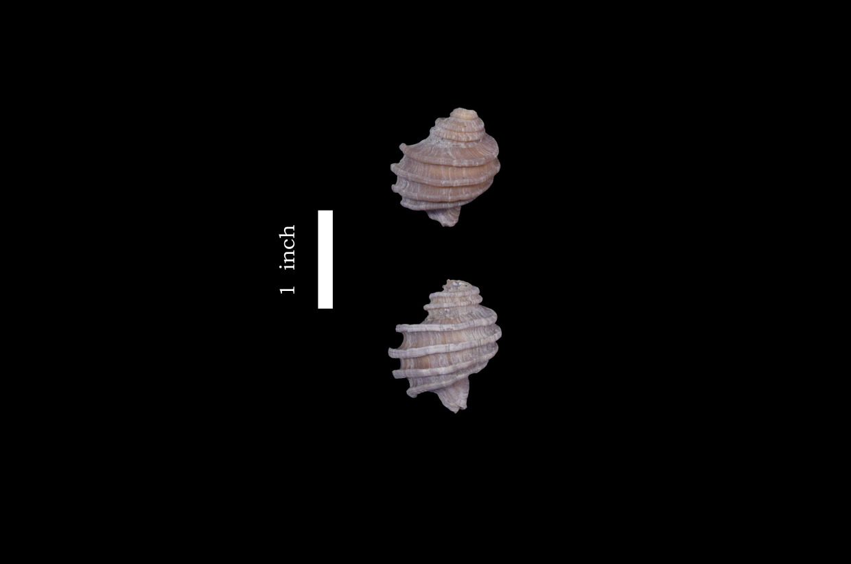 Ecphora(2) | 2025 NCFossilFest Auction | Aurora Fossil Museum ...