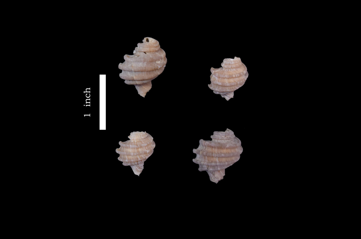 Ecphora(3) | 2025 NCFossilFest Auction | Aurora Fossil Museum ...