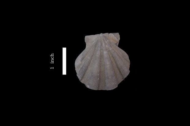 Pecten Shell (1) | 2025 NCFossilFest Auction | Aurora Fossil Museum ...