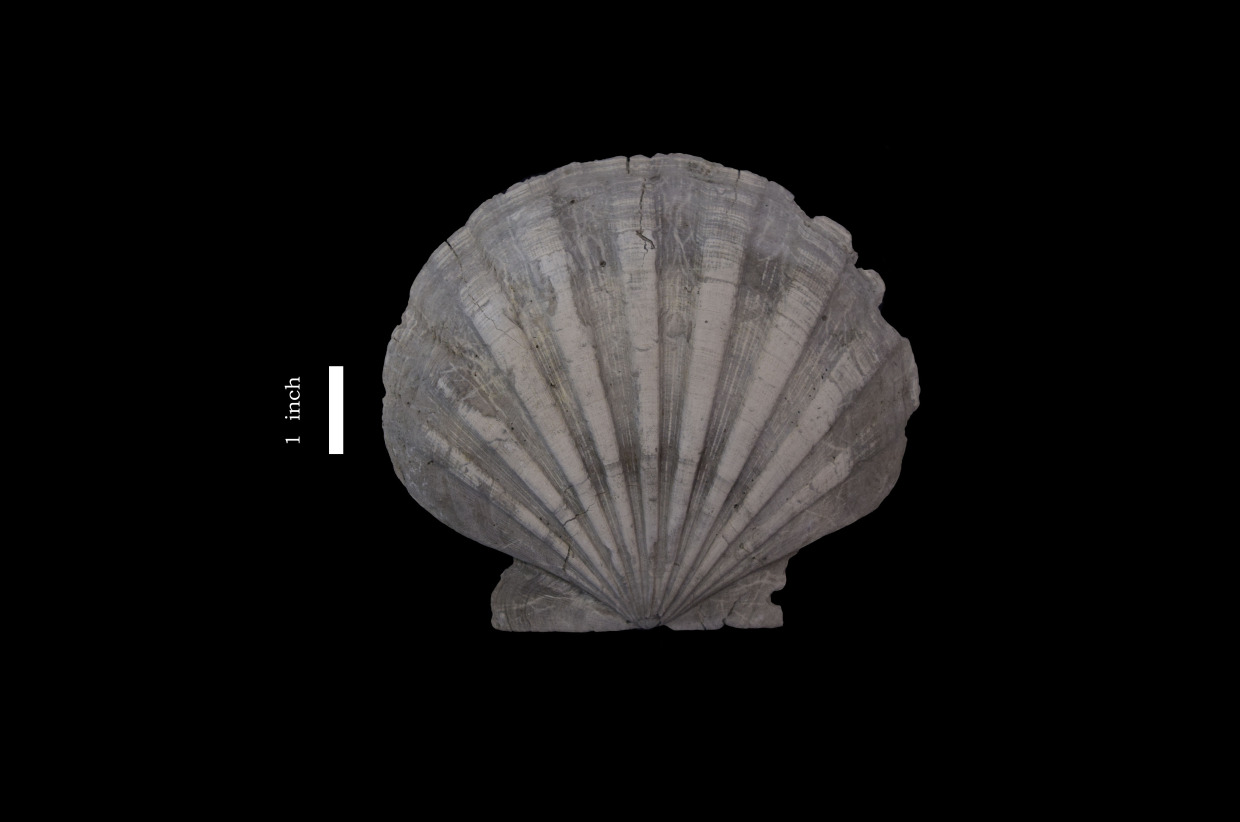 Pecten Shell (2) | 2025 NCFossilFest Auction | Aurora Fossil Museum ...