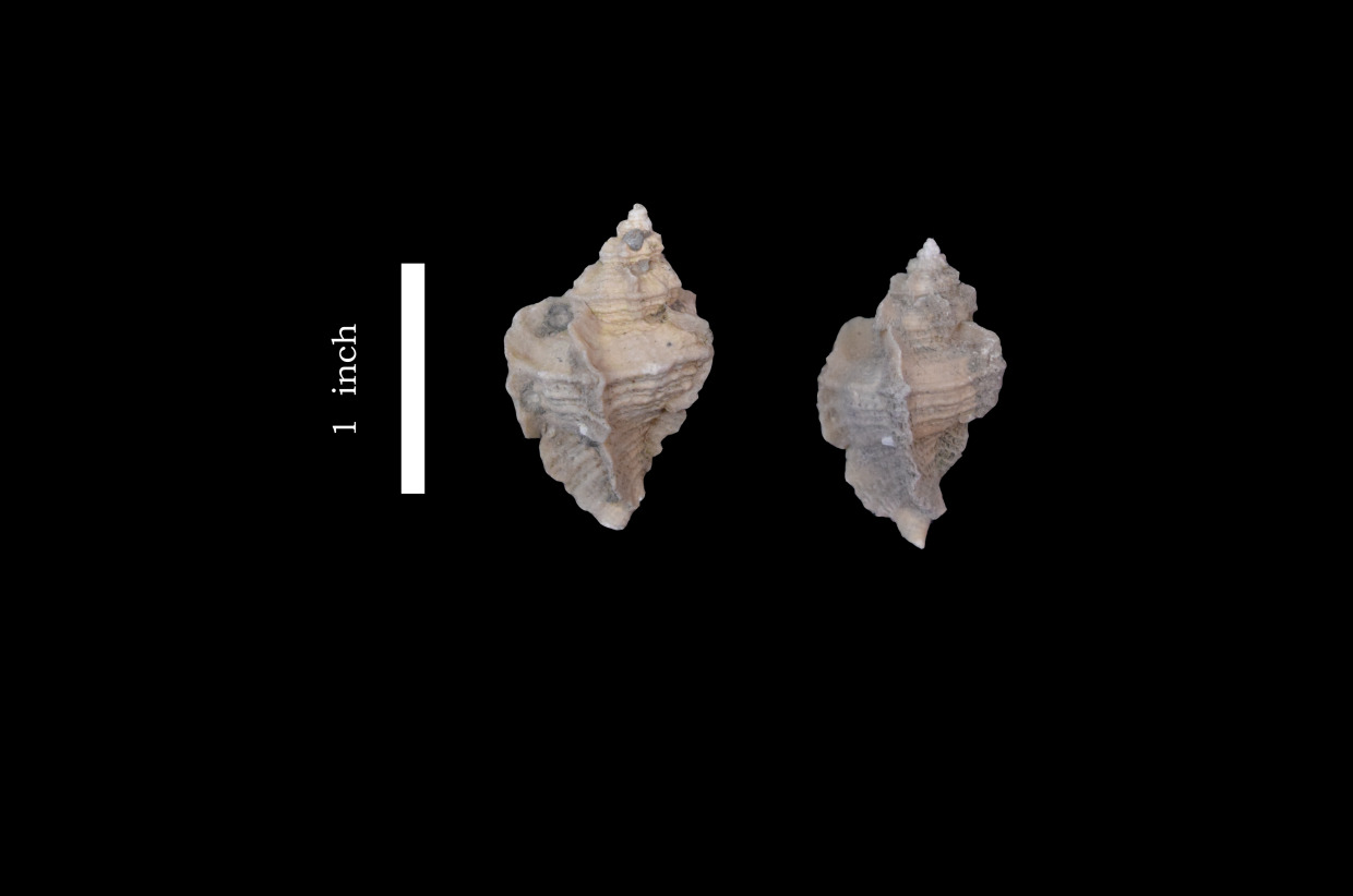 Murex snail shell | 2025 NCFossilFest Auction | Aurora Fossil Museum ...