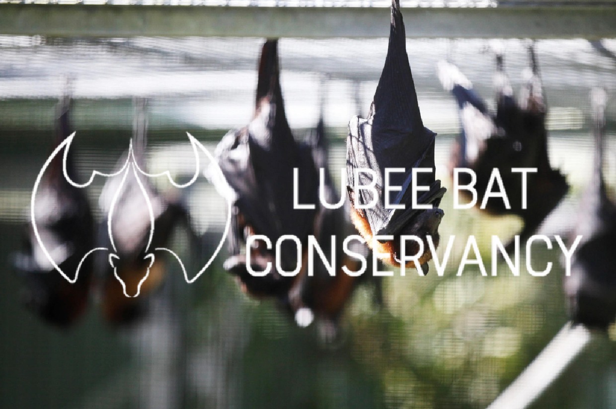 Lubee Bat Conservancy Painting by Bats - Valued at $70 | We Are Neutral ...