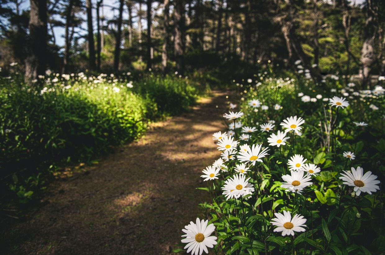 Hike with a Botanist | 2025 Van Ness Elementary Auction | Van Ness ...