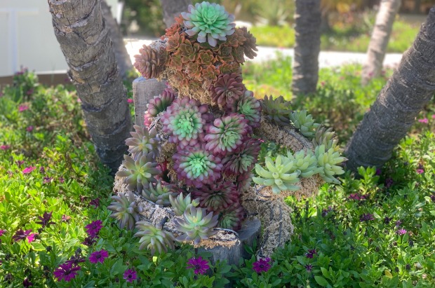 Cocoa the Monkey Topiary | Flamboyance: A Topiary Menagerie | South ...