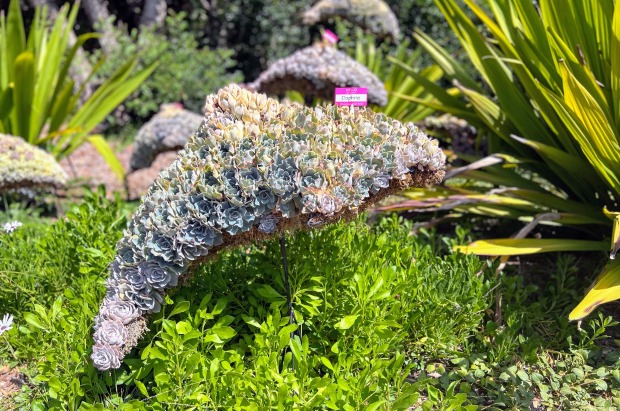 Daphne the Dolphin Topiary | Flamboyance: A Topiary Menagerie | South ...