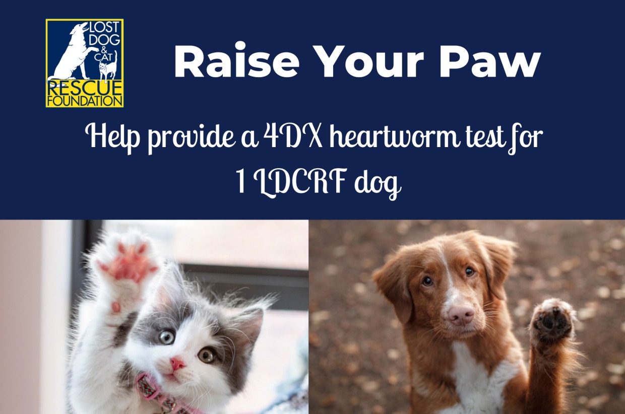 4DX Heartworm Test for 1 LDCRF dog | LDCRF 20th Anniversary Virtual ...