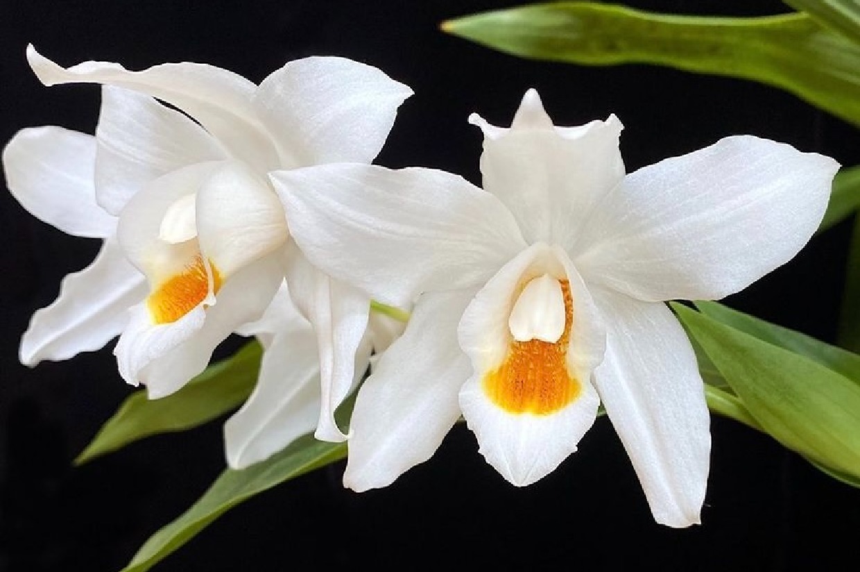 Coelogyne mooreana 'Brockhurst' HCC/AOS (FCC/RHS) | American Orchid ...