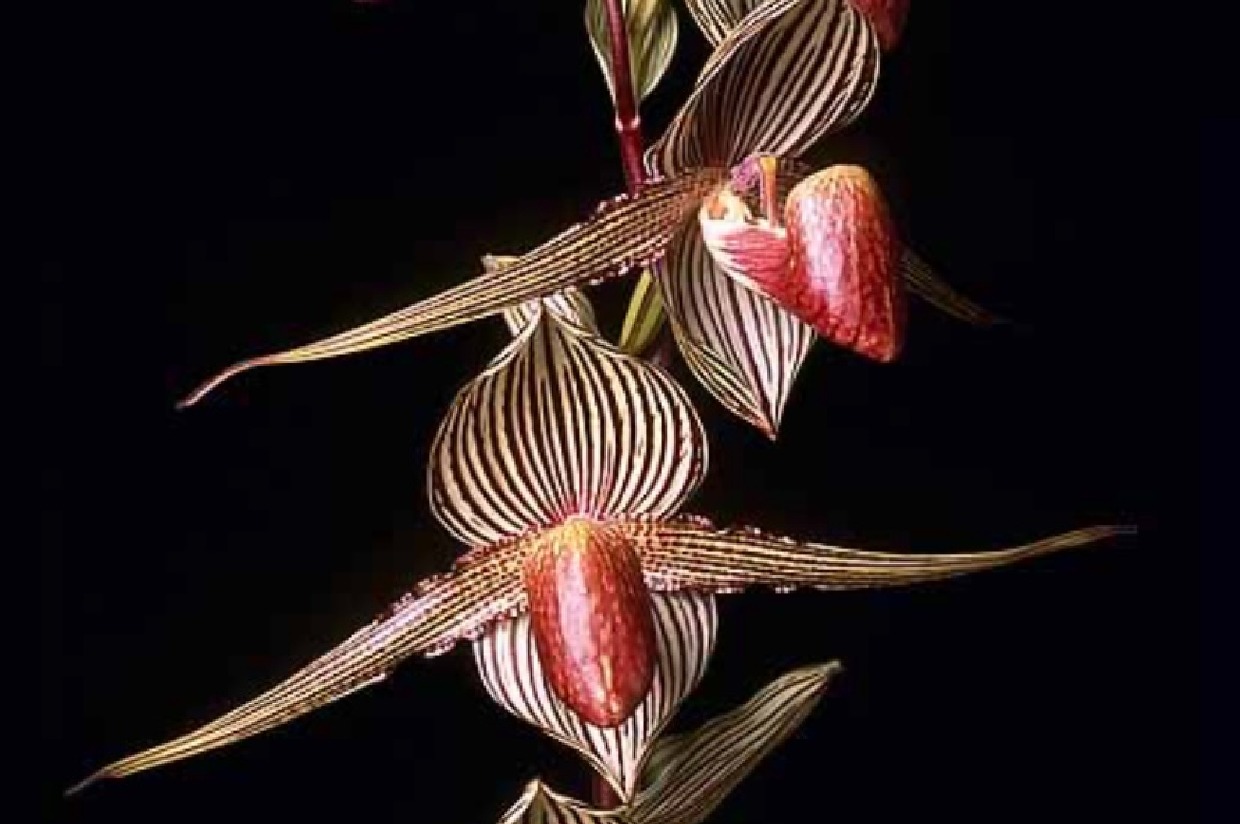 Paph. rothschildianum | American Orchid Society Deb Bodei Memorial Fall ...