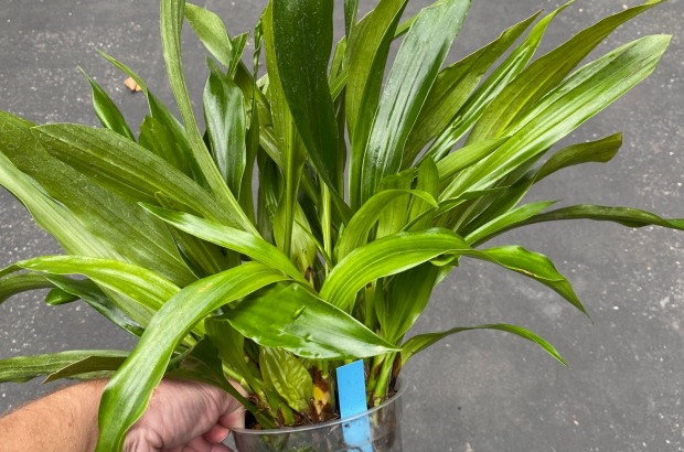 Coelogyne mooreana 'Brockhurst' HCC/AOS (FCC/RHS) | American Orchid ...