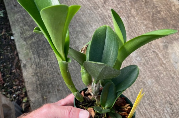 Rhyncattleanthe Nell Hammer 'STK' | American Orchid Society Deb Bodei ...