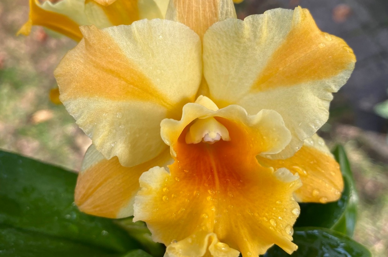 Rhyncattleanthe Nell Hammer 'STK' | American Orchid Society Deb Bodei ...