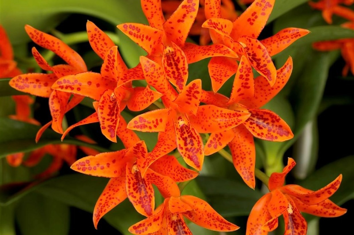 Guarianthe aurantiaca 'Spotted Queen' | American Orchid Society Deb ...