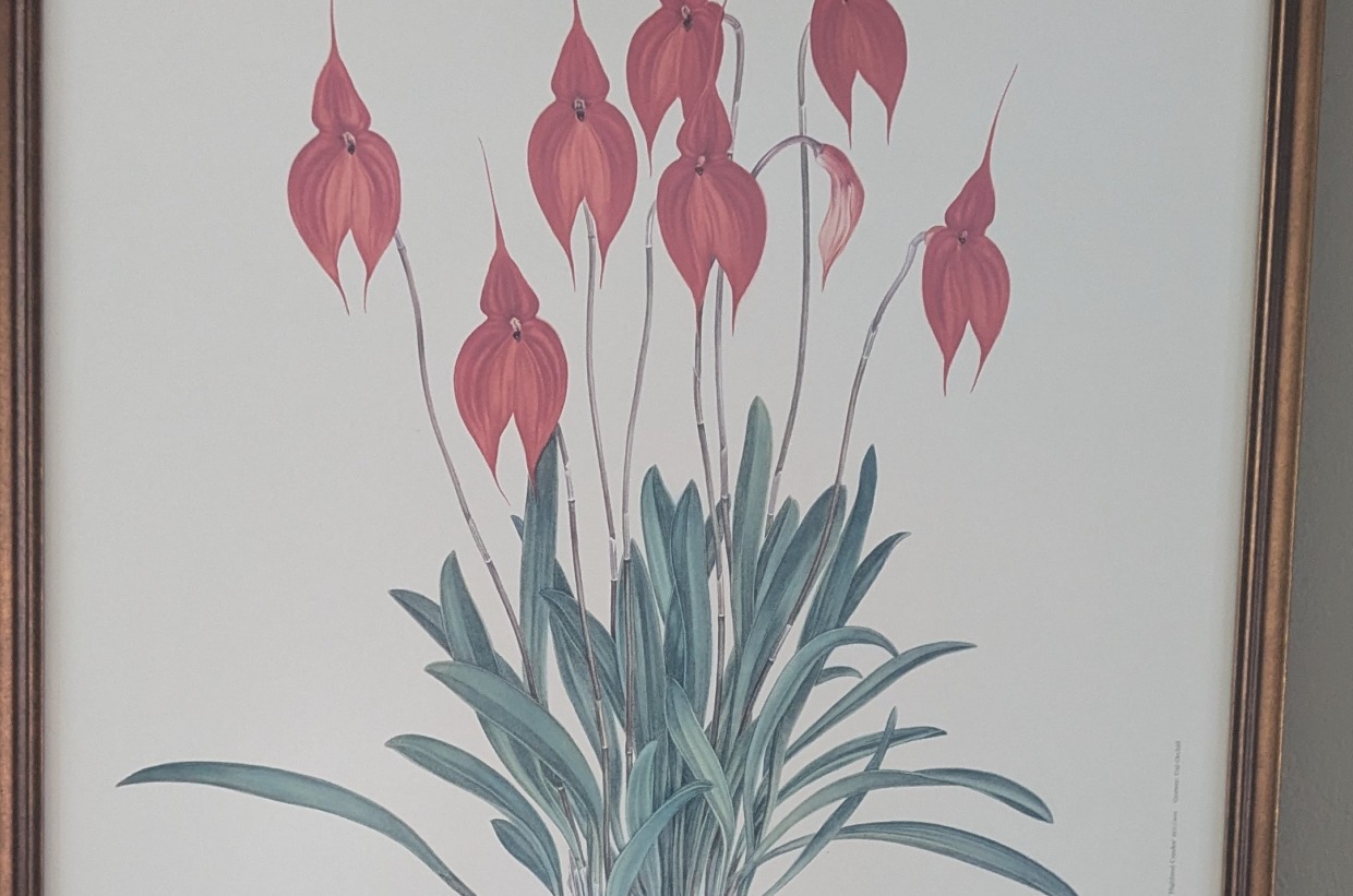 Framed print of the 2001 Greater New York Orchid Show Commemorative ...