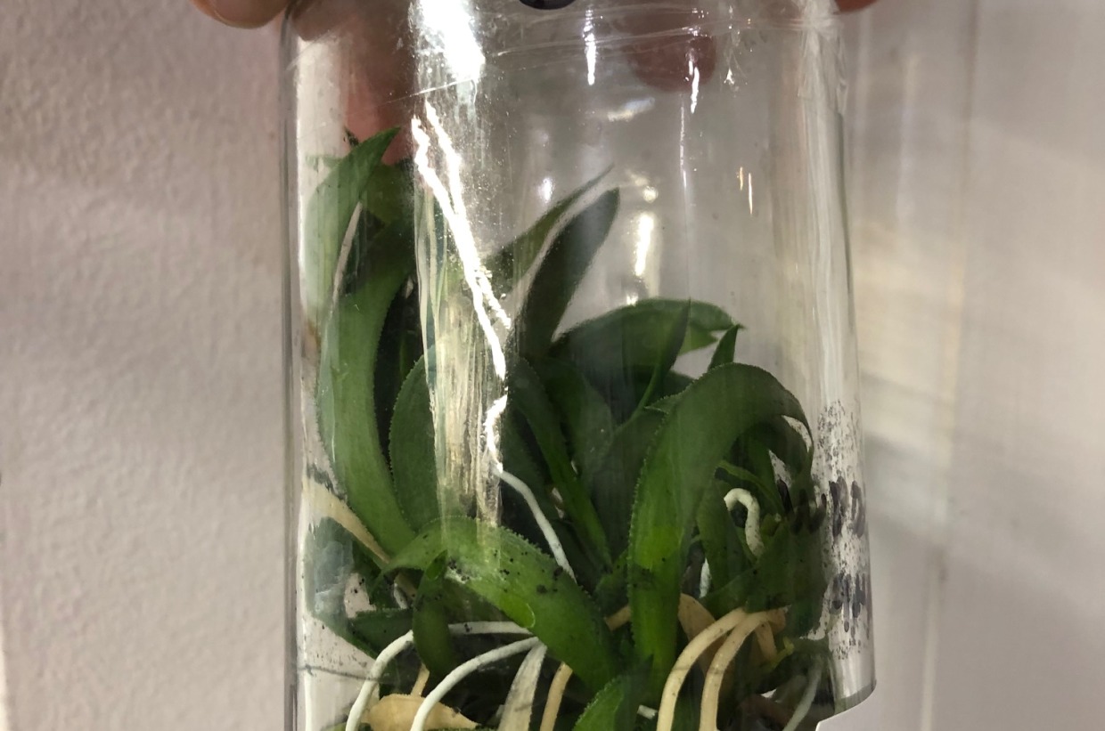 Tolumnia (syn. Hispaniella) henekenii | American Orchid Society Deb ...