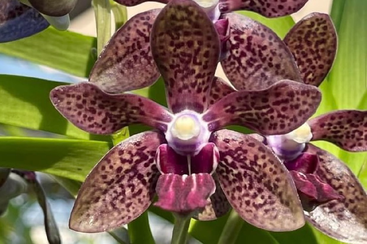 Papilionanda Naoki Kawamura ‘Whisper He's the Best’ FCC/AOS 91 points ...