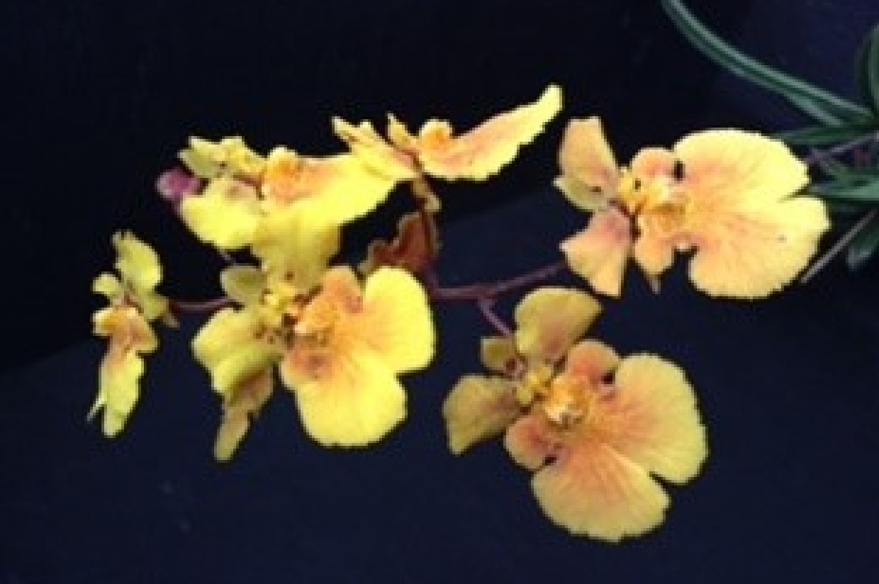 Zelumguezia Orchidom Savage Valentine | American Orchid Society Deb ...