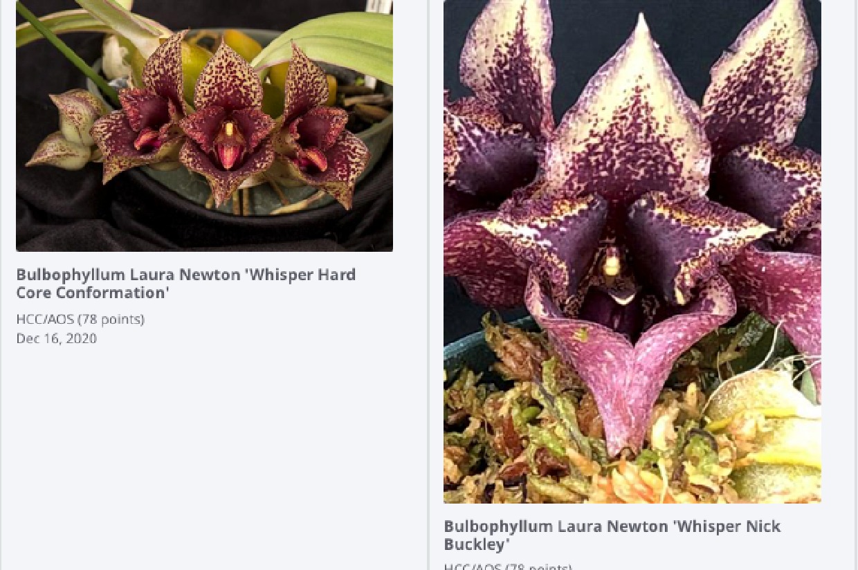 Bulbophyllum Laura Newton Seedling | American Orchid Society Deb Bodei ...